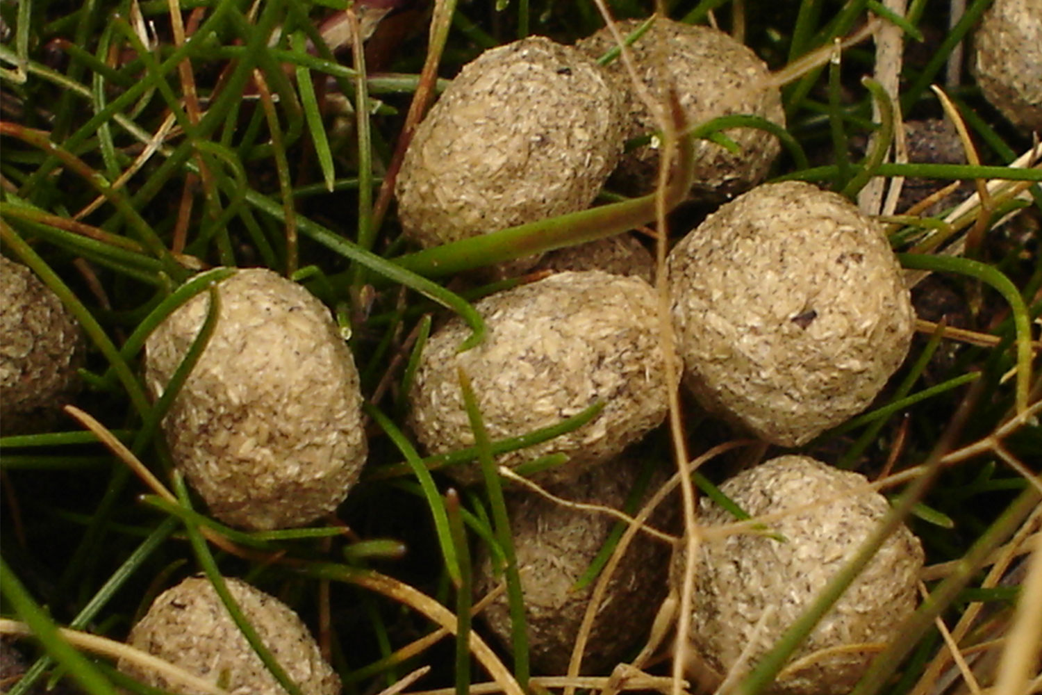 Mamíferos del Ecuador